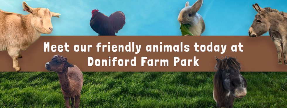 Home | Doniford Farm Park